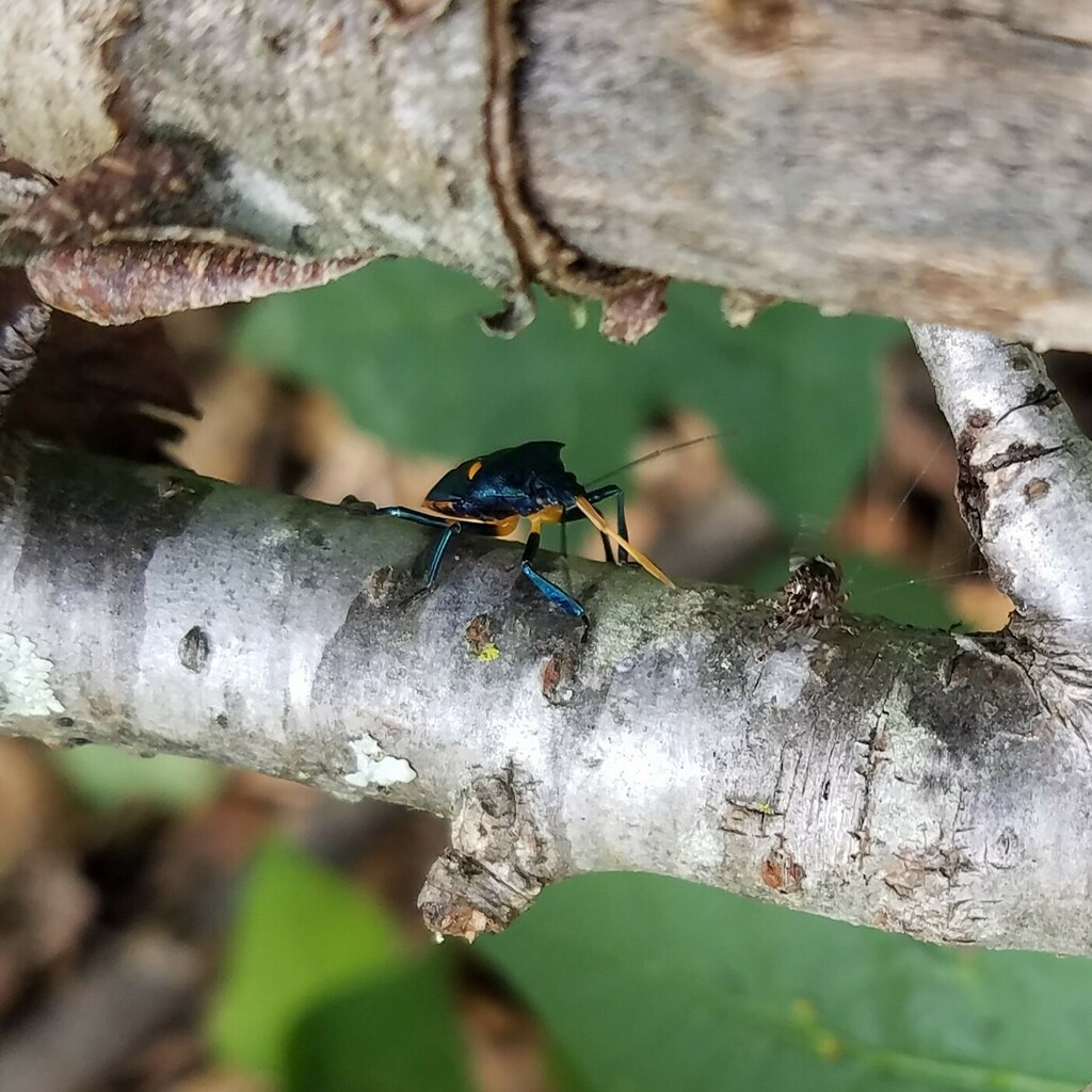 Florida Predatory Stink Bug in July 2023 by Leila Dasher · iNaturalist