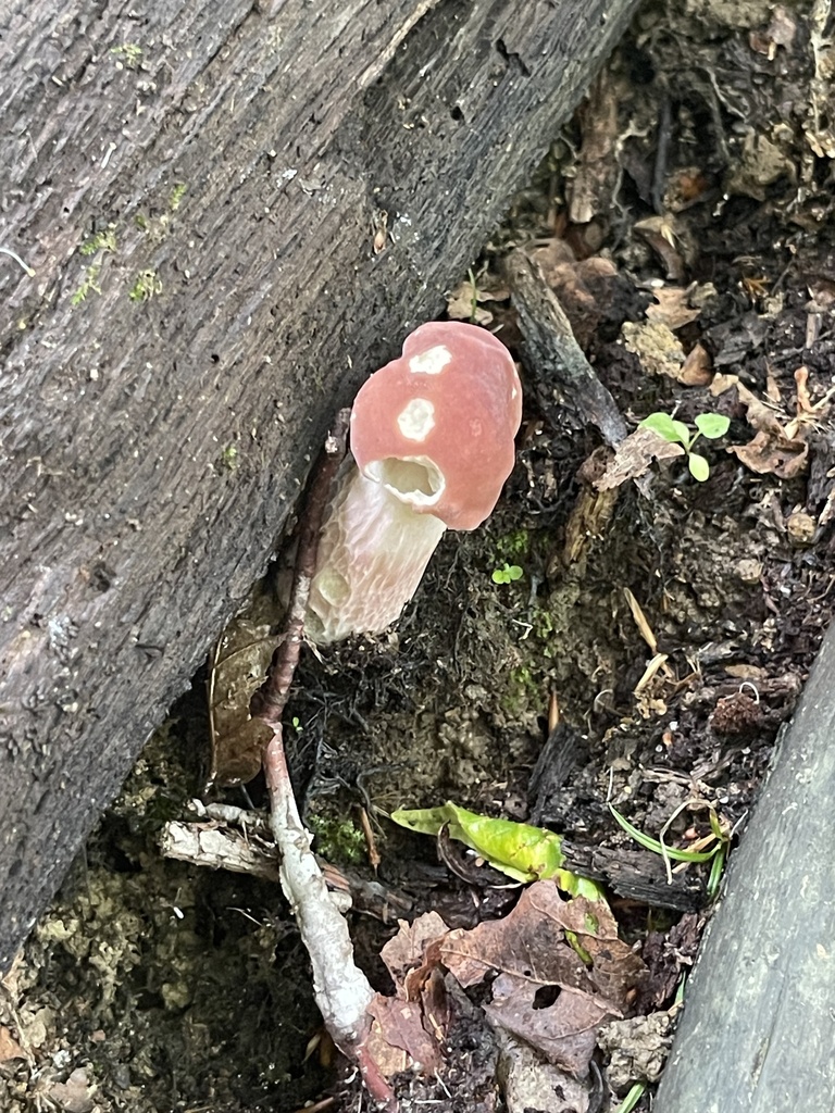 lilac bolete from Morgan-Monroe State Forest, Bloomington, IN, US on ...