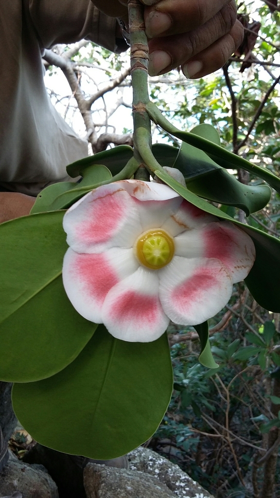 autograph tree (KTA Road survey) · iNaturalist