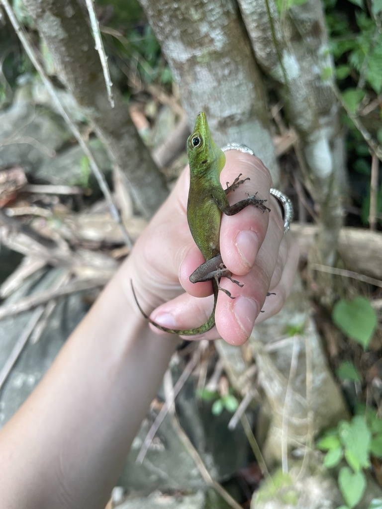 Emerald anole in July 2023 by Kaylyn Cullen · iNaturalist