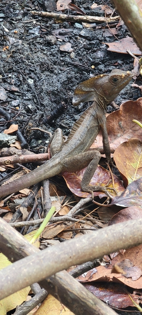 Brown Basilisk from Parrot Tree, Honduras on July 3, 2023 at 10:02 AM ...