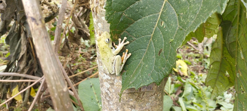 Banana Tree Dwelling Frog from Bosque de Niebla de San Antonio on June ...