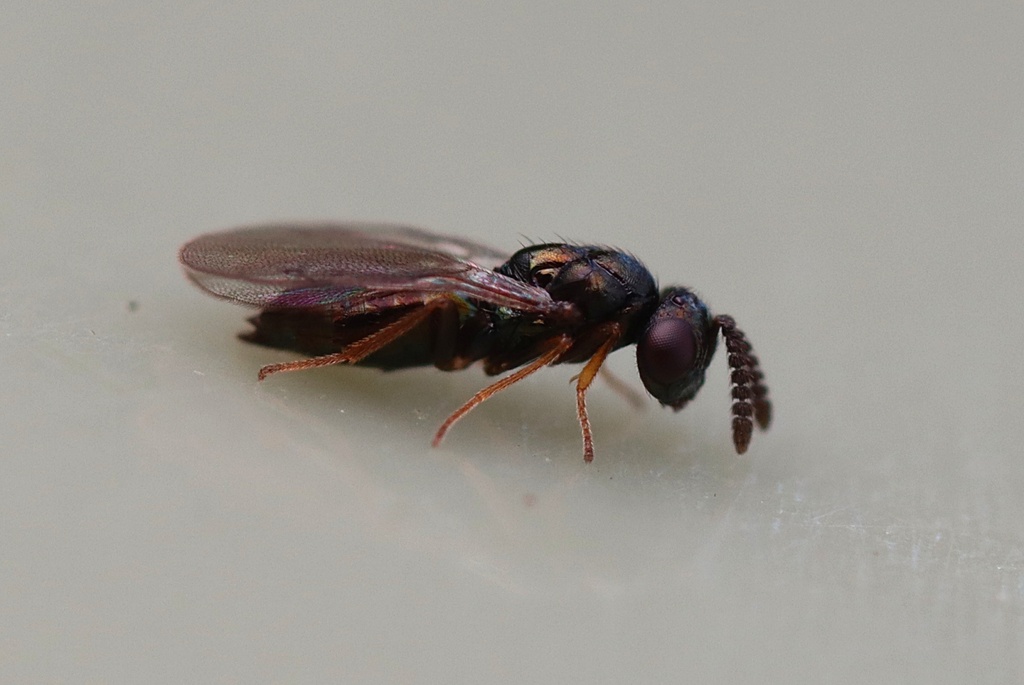 Pirenidae from Kaeo, New Zealand on June 28, 2022 at 10:58 AM by Tom ...