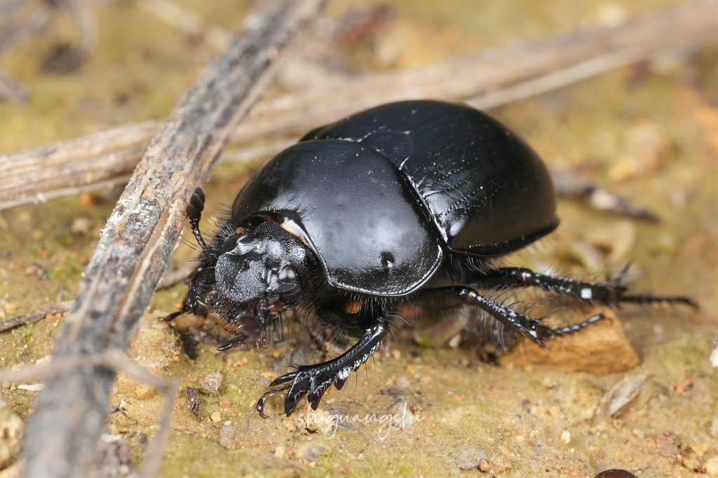 Phelotrupes taiwanus from 浙江省宁波市江北区洪塘村 on June 22, 2023 by shiguangshi ...