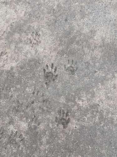 Raccoon Tracks – NatureTracking