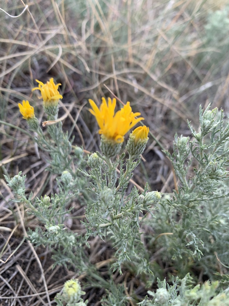 Spiny Goldenweed from Sandstone Rd S, Lethbridge, AB, CA on June 27 ...