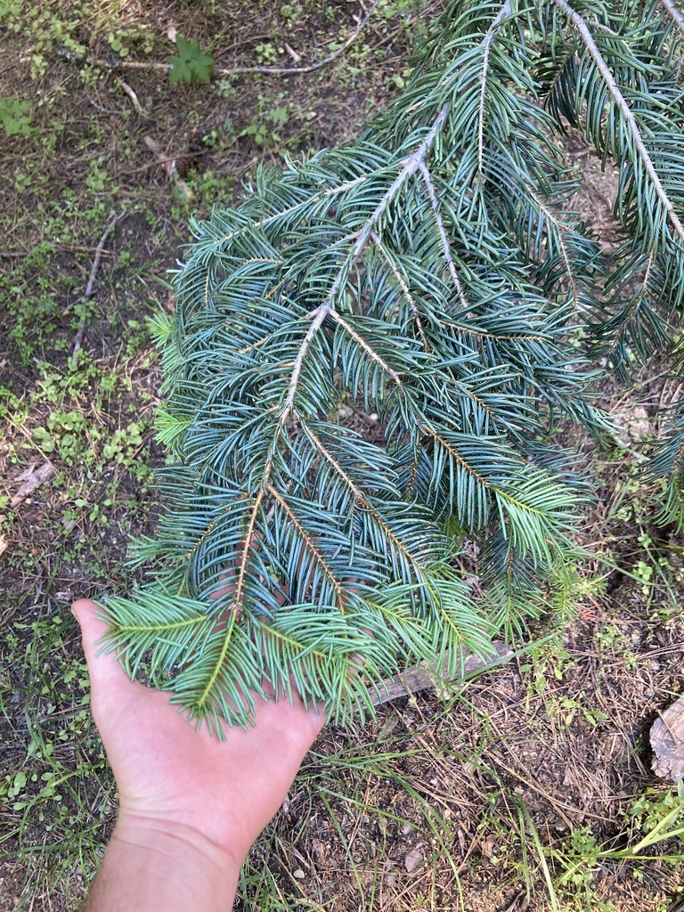 white fir from Klamath National Forest, Etna, CA, US on July 3, 2023 at ...