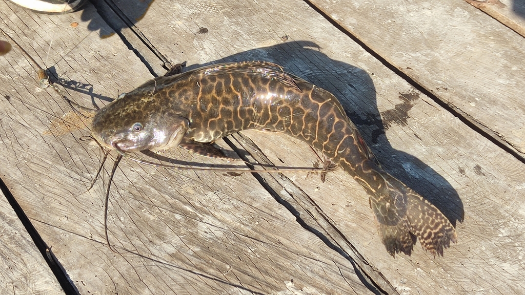 Achara Catfish from Location: -4.307310, -73.219136 on July 3, 2023 by ...
