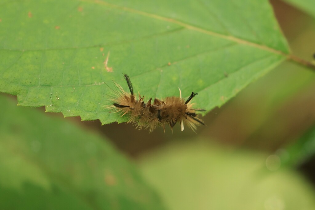Banded Tussock Moth from Chewacla State Park Auburn Alabama USA on July ...