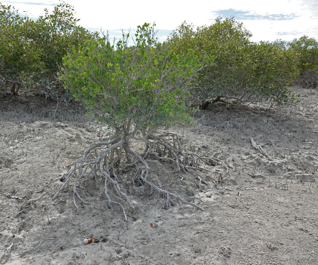 milky mangrove from Roebuck WA 6725, Australia on May 1, 2023 at 11:02 ...