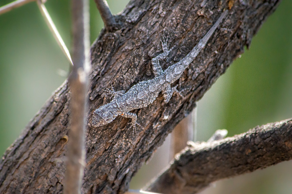 Tropical tree lizard from El Cerro de la Máscara, El Fuerte, Sin ...
