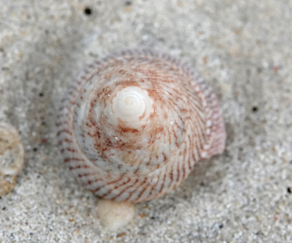 Trochus hanleyanus from Broome WA, Australia on May 2, 2023 at 10:53 AM by Enot Poluskuns ...