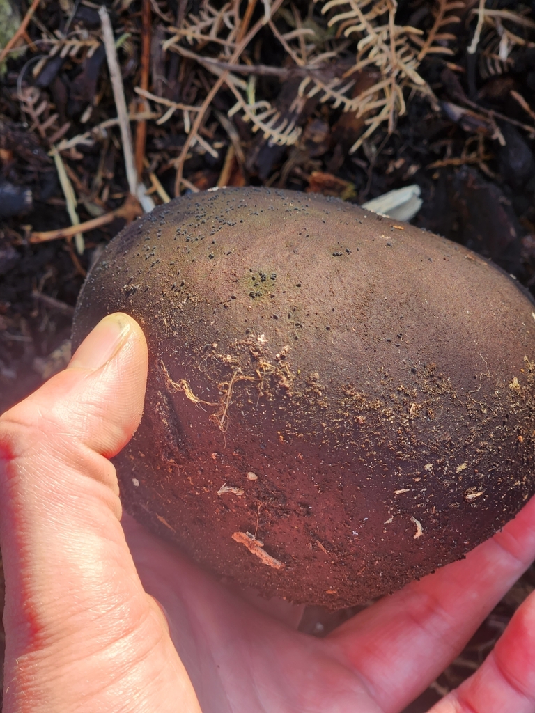 Corkstar Puffball from Christchurch including Banks Peninsula, NZ-CA ...