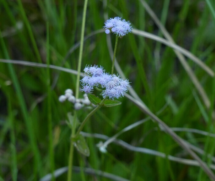 blue mistflower from Florida, Citrus, Inglis area, Withlacoochee Bay ...