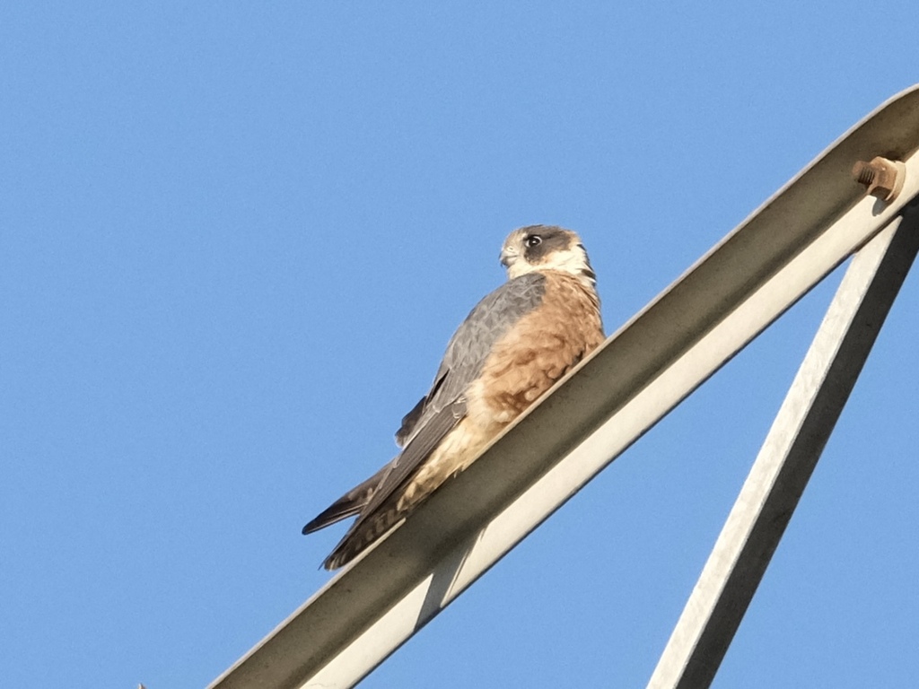 Australian Hobby from Melbourne VIC, Australia on December 6, 2022 at ...