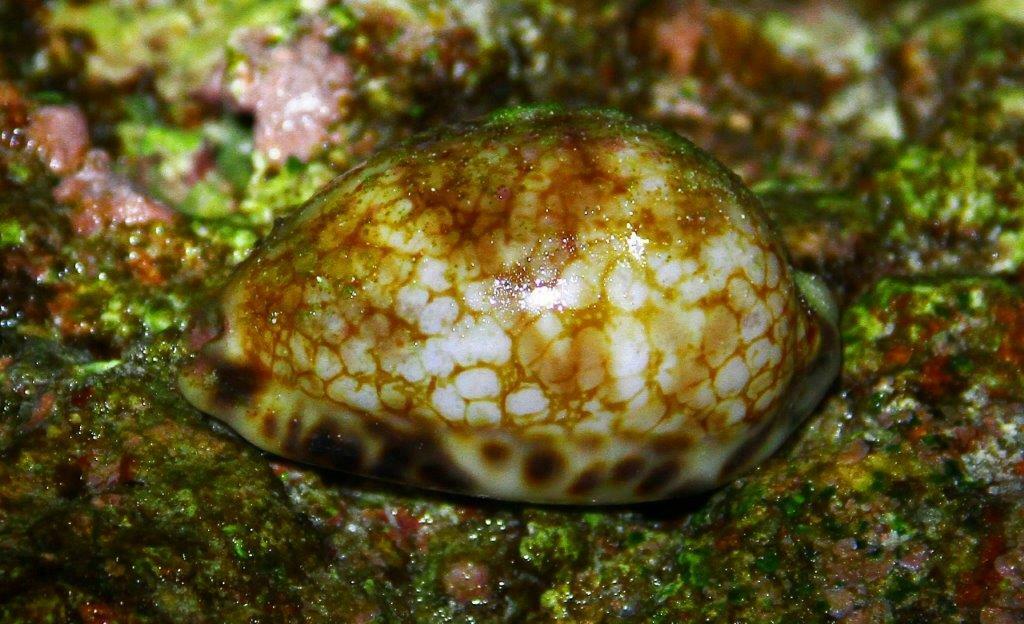 Mauritia histrio in July 2023 by MSTour · iNaturalist