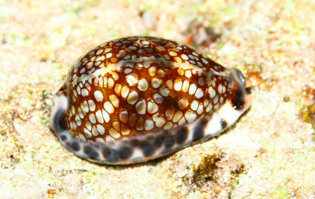 Mauritia histrio in July 2023 by MSTour · iNaturalist