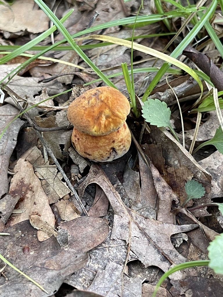Neoboletus from Morgan-Monroe State Forest, Bloomington, IN, US on July ...