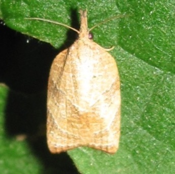 Platynota rostrana (Moths of Dallas/Fort Worth, Texas) · iNaturalist