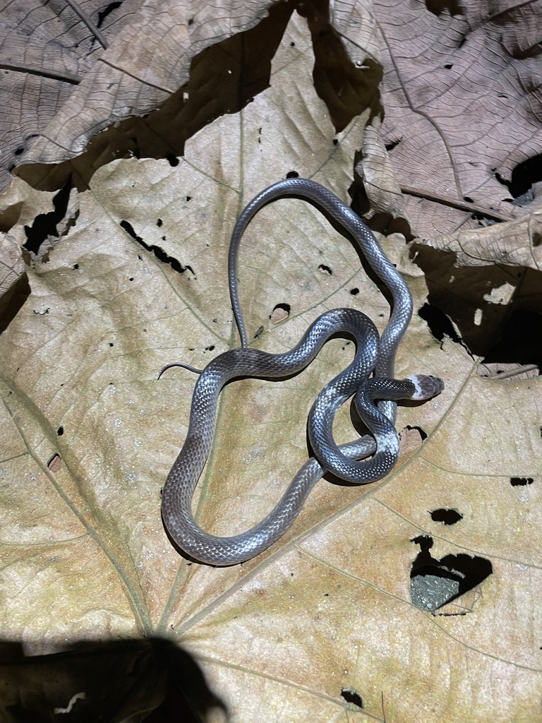 Malayan Banded Wolf Snake from Singapore Island, SG on June 14, 2023 at ...