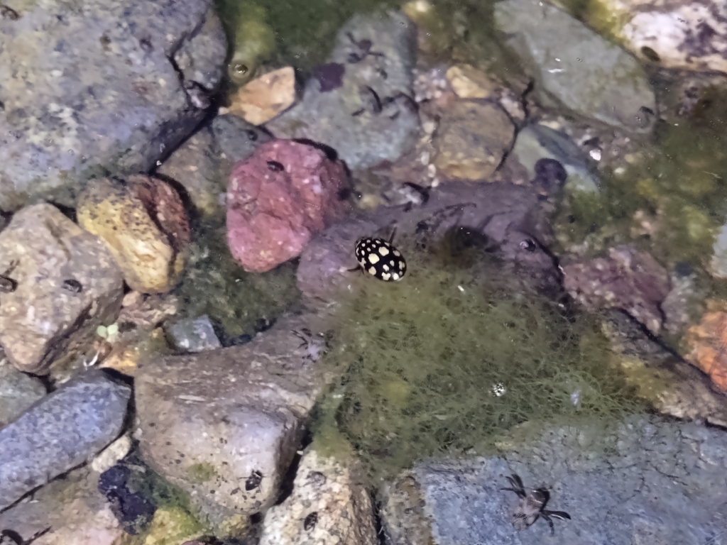 Sunburst Diving Beetle from Sahuarita, AZ 85629, USA on June 27, 2023 ...