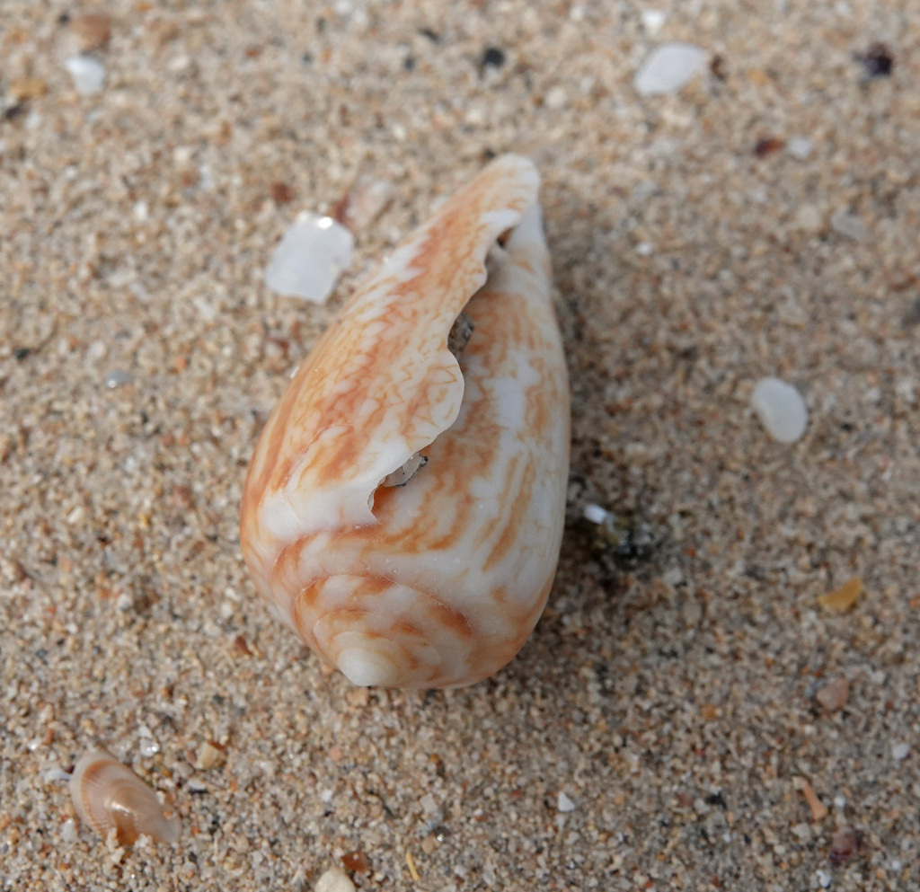 Queen Victoria Cone from Waterbank WA 6725, Australia on May 2, 2023 at ...