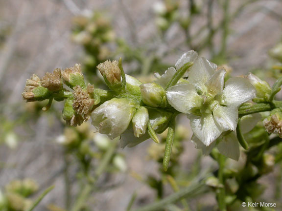 Cheesebush (Plants of Lake Mead National Recreation Area) · iNaturalist