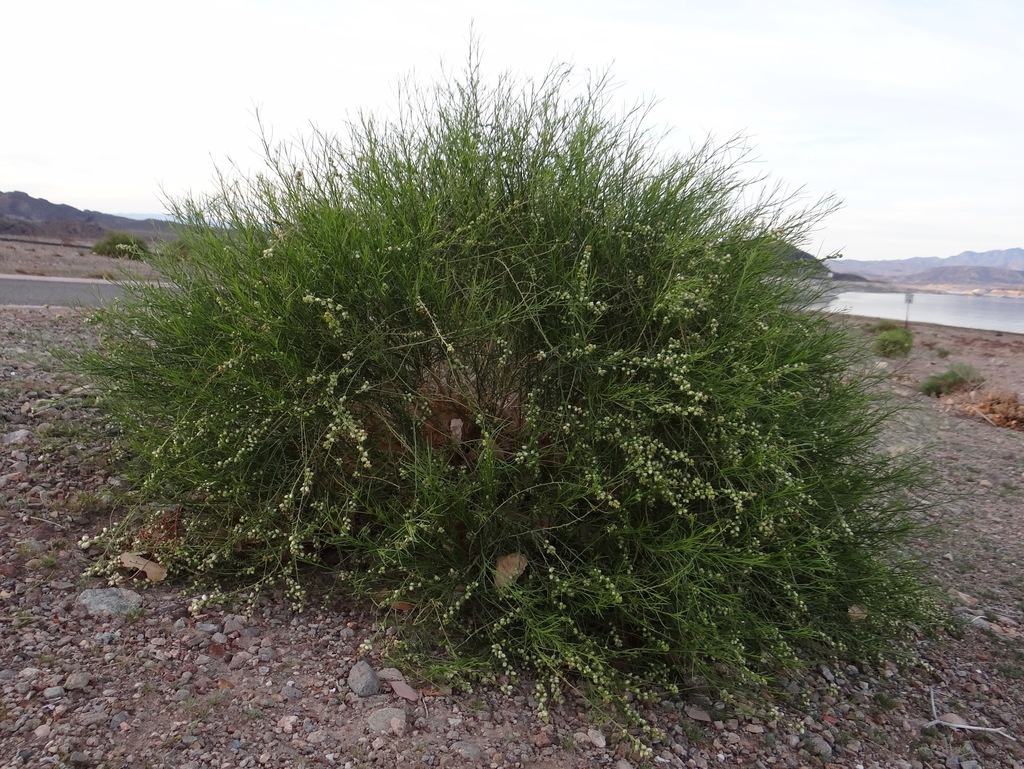 Cheesebush (Plants of Lake Mead National Recreation Area) · iNaturalist