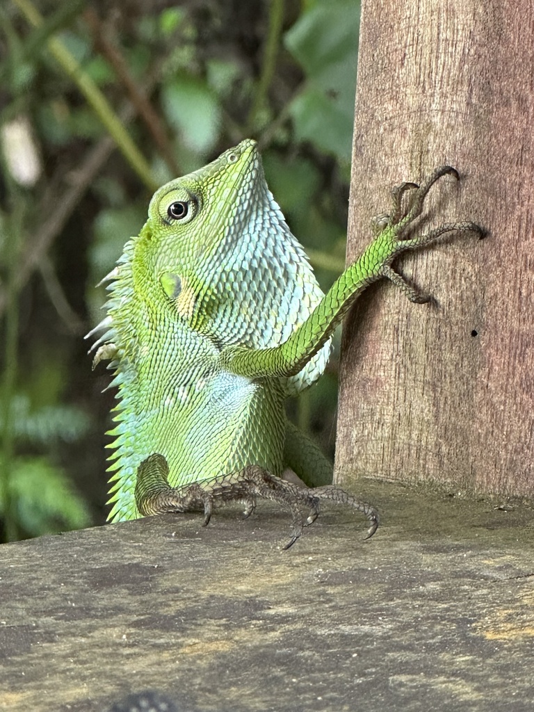 Great Crested Canopy Lizard from Pulau Bali, Gianyar, Bali, ID on July ...
