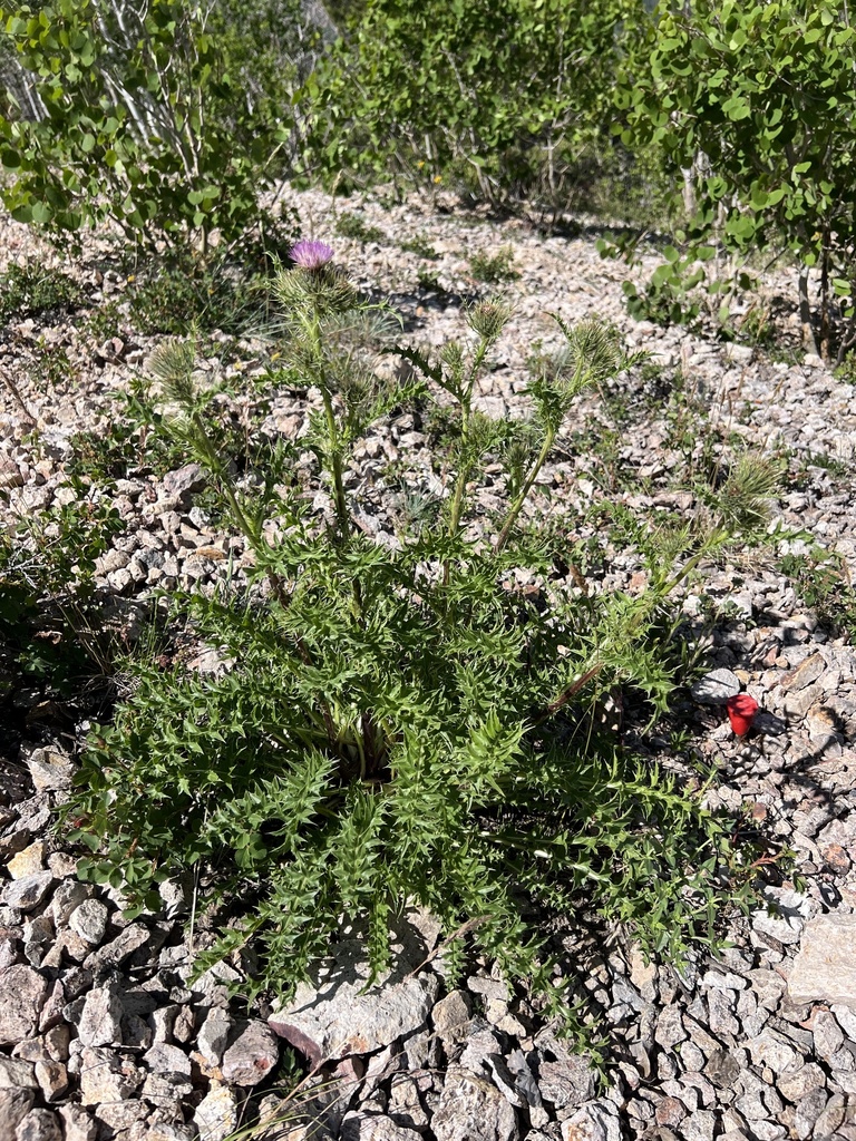 Tushar Mountains Thistle from Fishlake National Forest, Junction, UT ...