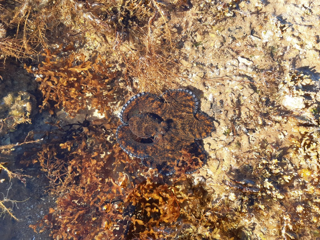 Indo-Pacific Longarm Octopuses from Port Hedland WA 6721, Australia on ...