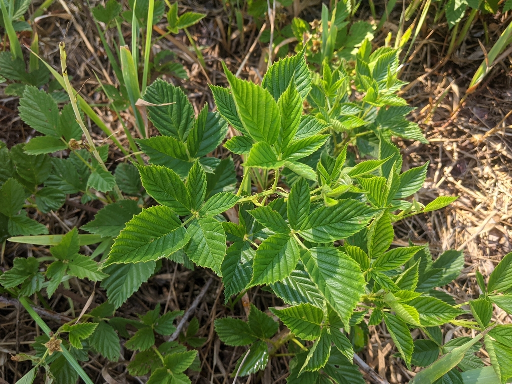 Big Horseshoe Lake bristleberry in July 2023 by Jaxon Lane. *Rubus ...