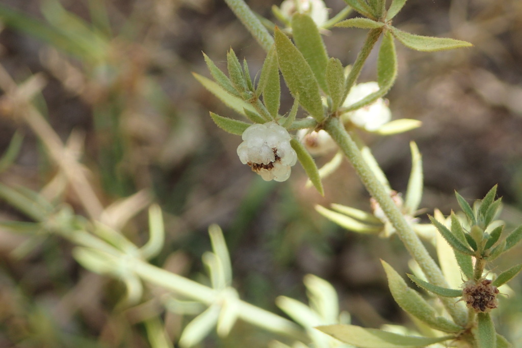Waxberry Plant from Bojanala Platinum District Municipality, South ...