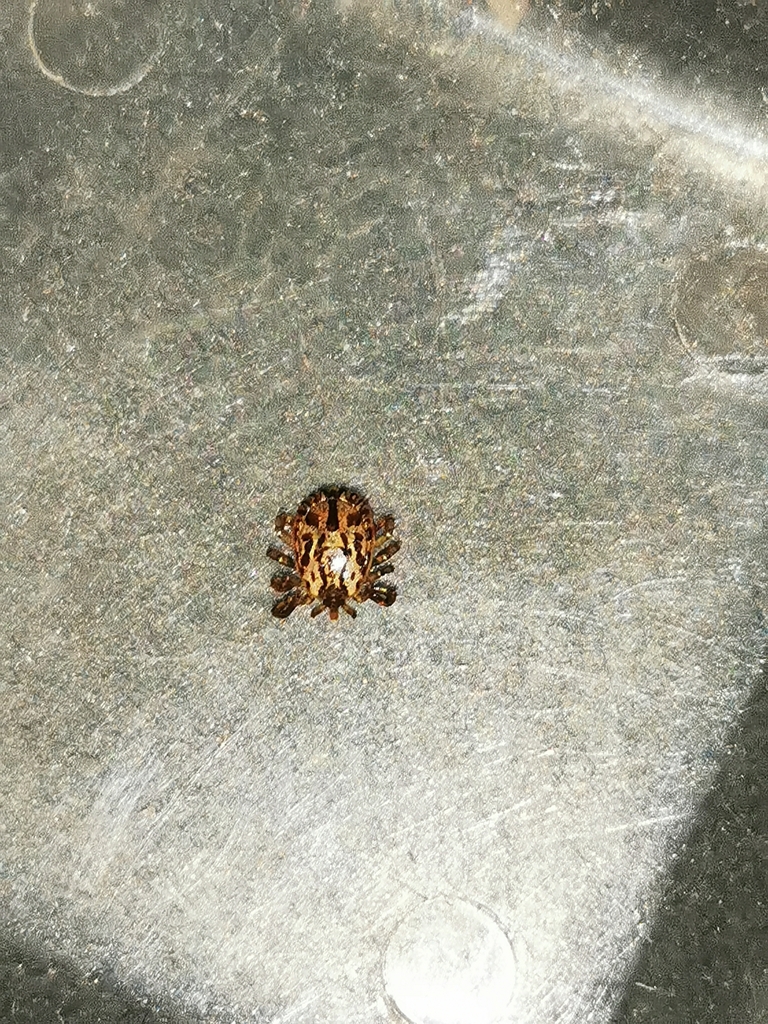 Hardbacked Ticks from 66279 N.L., México on June 4, 2023 at 10:25 PM by ...