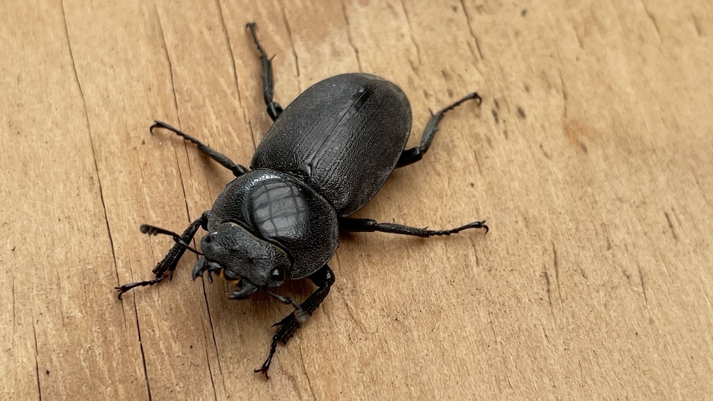 Dorcus rectus rectus in June 2023 by Gregory Mihaich · iNaturalist
