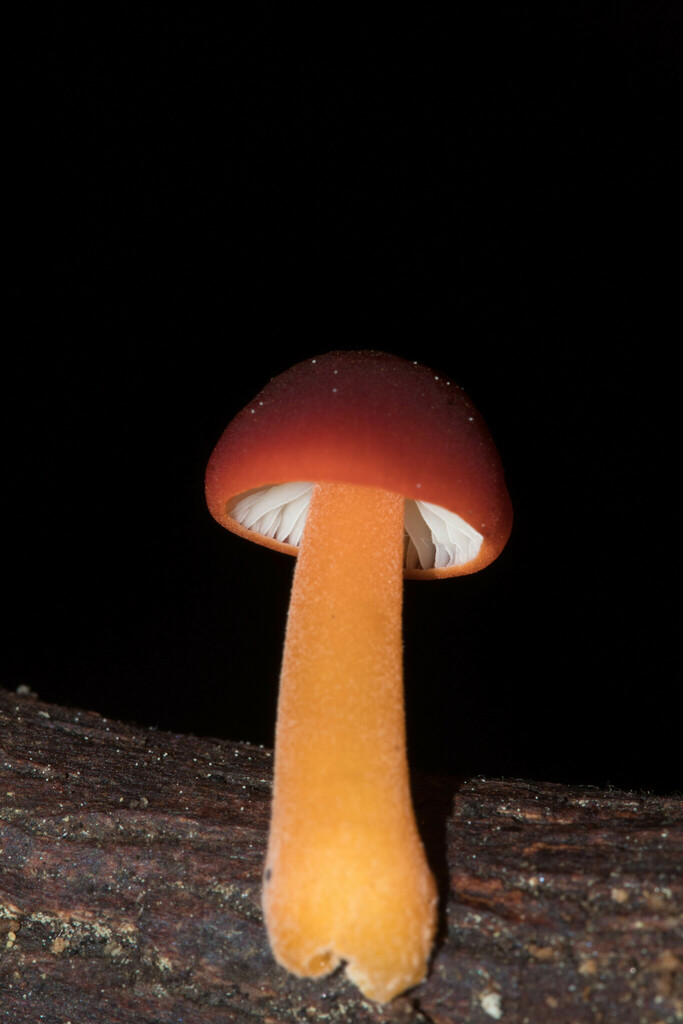 Cyptotrama hygrocyboides from Quebrada Clasica, Laguna Verde ...