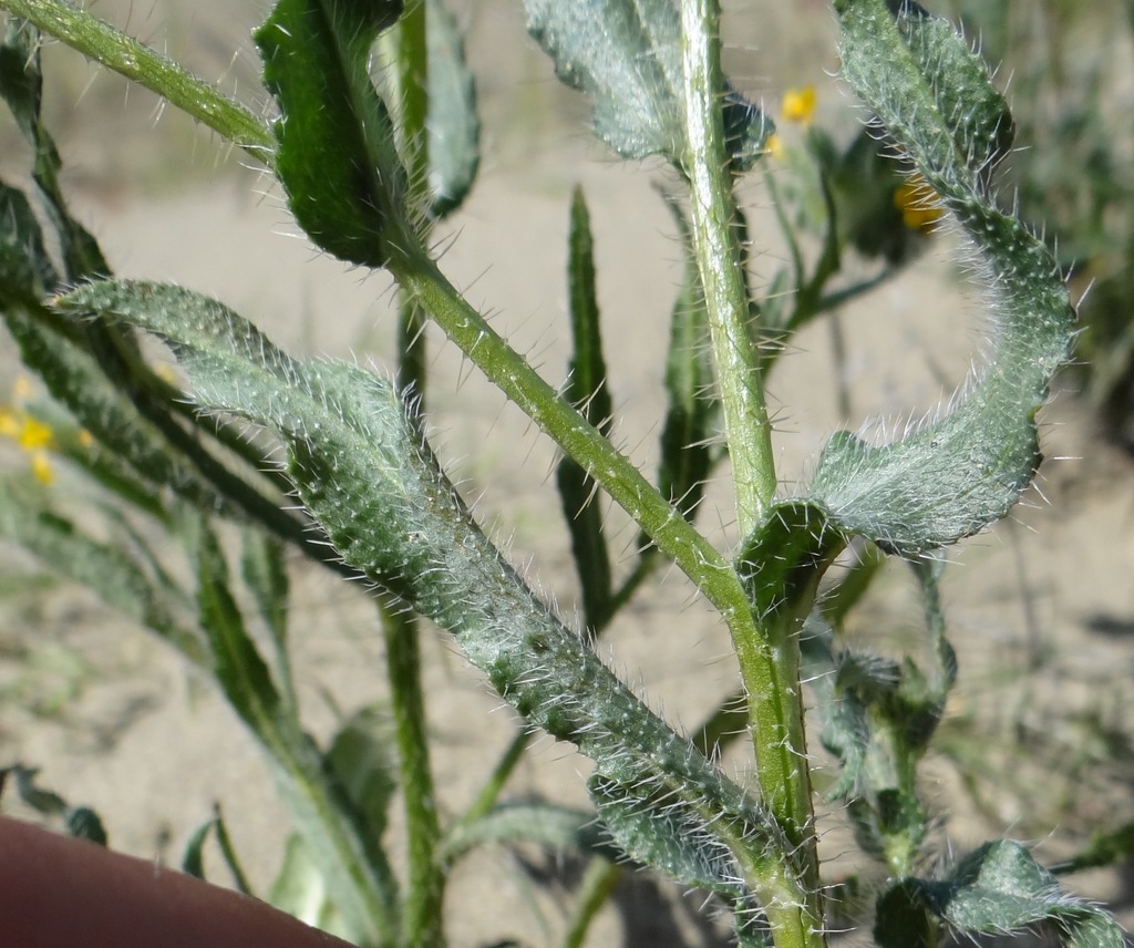 Bristly Fiddleneck (Plants of Lake Mead National Recreation Area ...