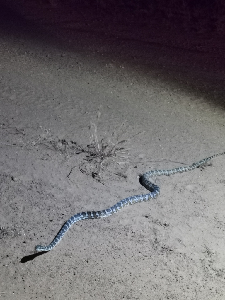 Darwin Carpet Python from Middle Point NT 0822, Australia on June 29 ...