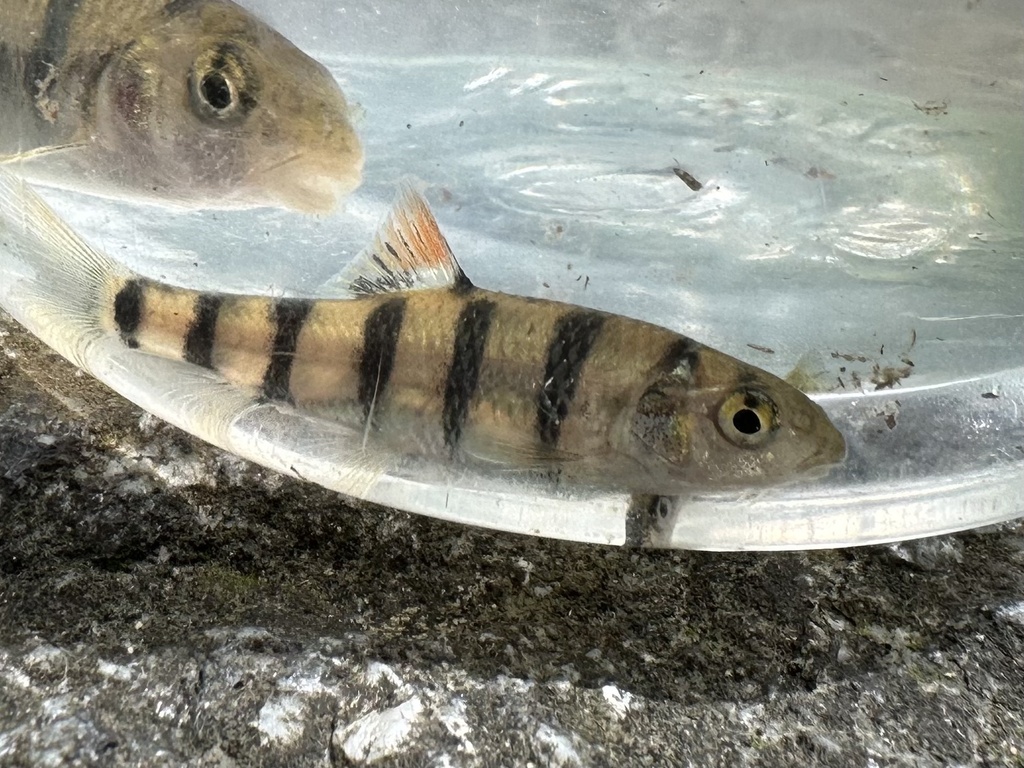 Acrossocheilus from 余杭区, 杭州市, 浙江省, CN on July 4, 2023 at 01:22 PM by ...