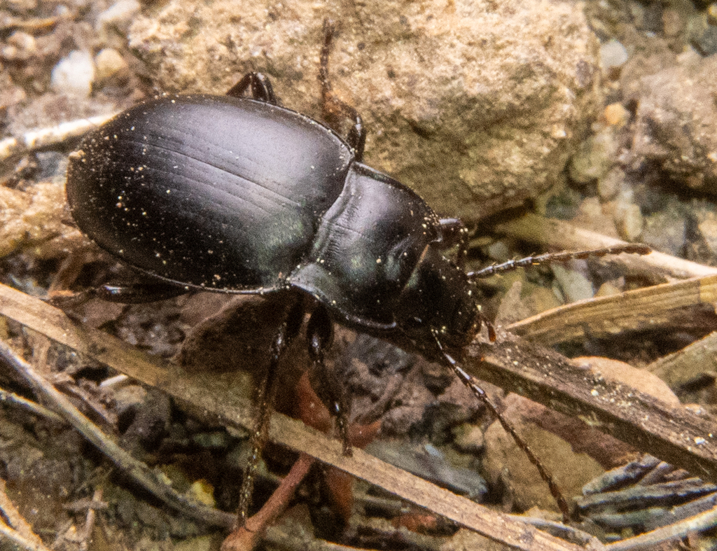 Contracted Bombing Beetle from Cold Springs 2, Tuolumne County, CA, USA ...