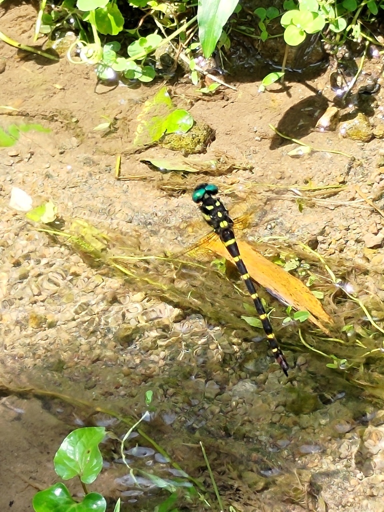 Anotogaster klossi in July 2023 by mira_hlt · iNaturalist
