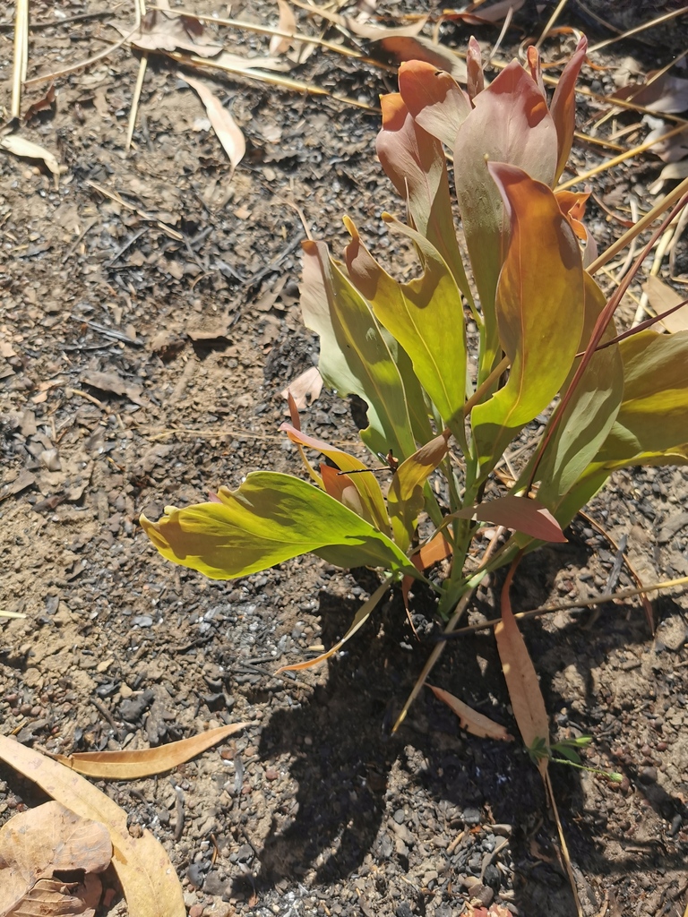 wattles from Kakadu NT 0822, Australia on June 29, 2023 at 10:45 AM by ...