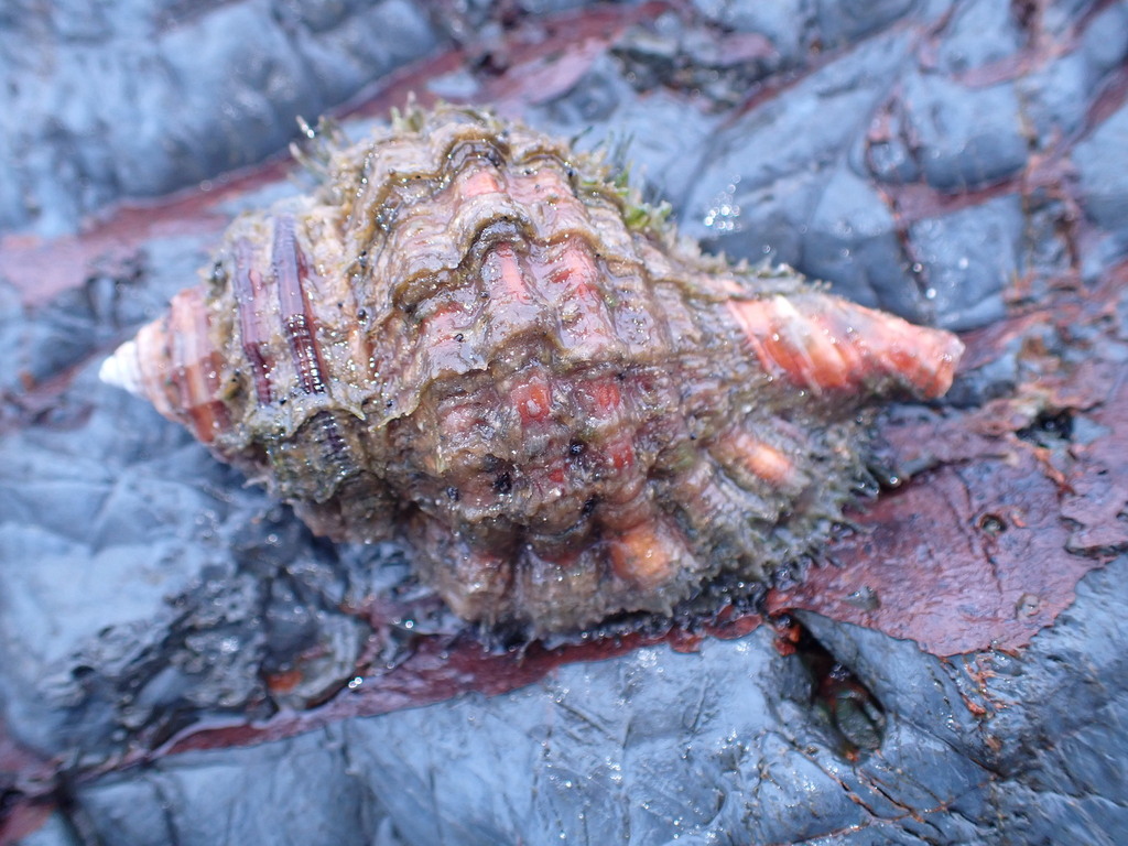 Giant Hairy Triton Snail from Bare Bluff, New South Wales, Australia on ...