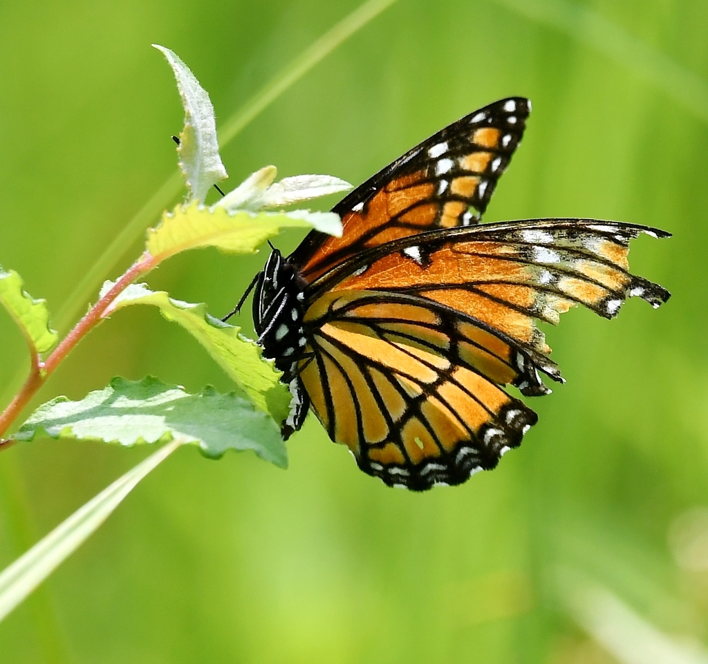 Viceroy from Five Rivers Environmental Center on July 1, 2023 at 12:57 ...