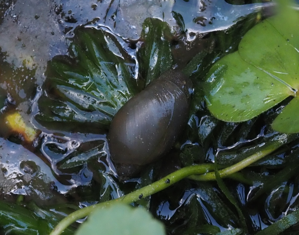 Radix plicatula from 台灣台中市北區臺中 on July 2, 2023 at 07:33 AM by Hong ...