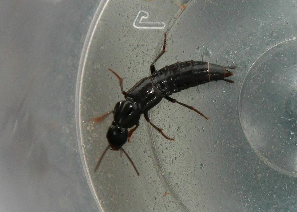 Quedius from Netherton, Dudley, UK on July 4, 2023 at 07:36 AM by ...