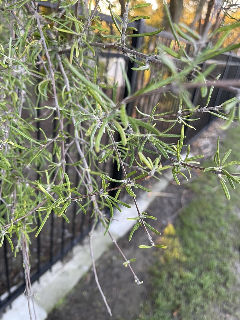 Olearia lineata 'dartonii' in July 2023 by Piet van Leeuwen · iNaturalist