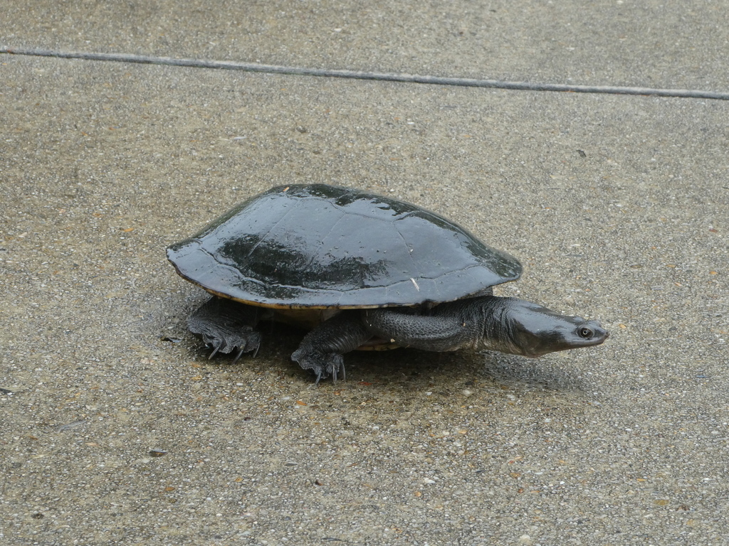 Broad-shelled Turtle from Brisbane QLD, Australia on July 4, 2023 at 01 ...