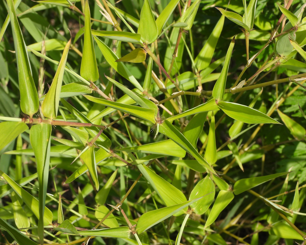 Phyllostachys glauca from Laoshan District, Qingdao, Shandong, China on ...