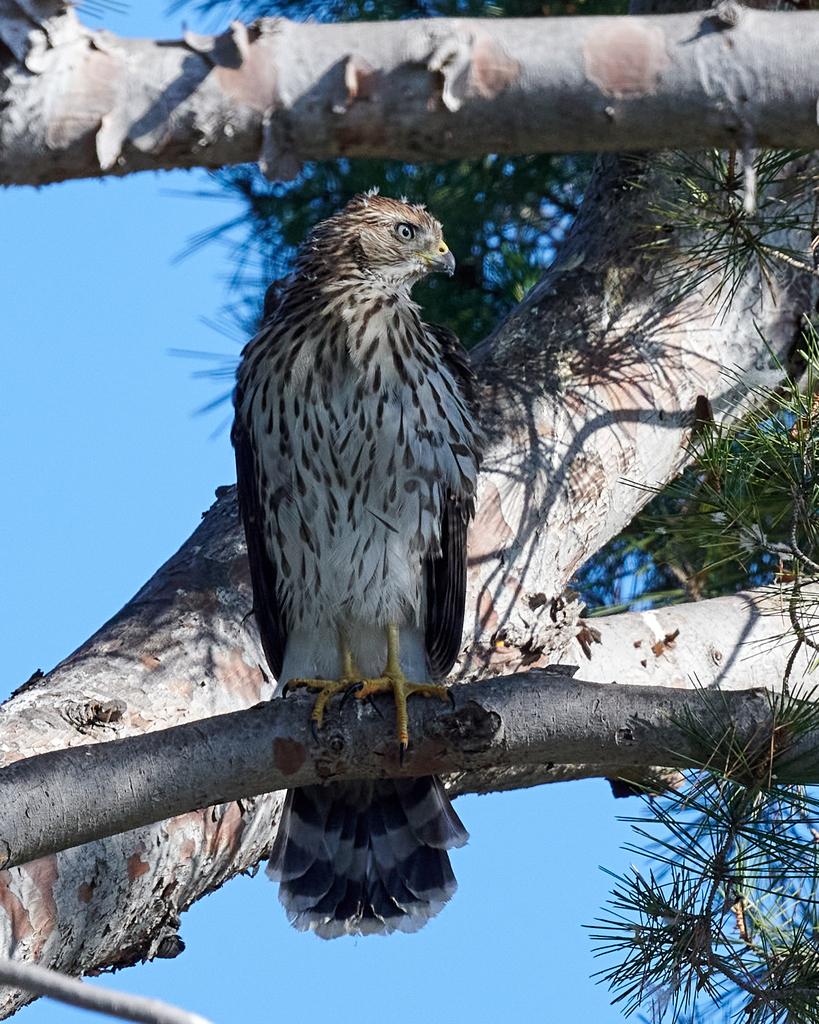Cooper's Hawk from Casa Grande, Pasadena, CA, USA on July 2, 2023 at 05 ...